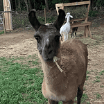 What Do Llamas Eat ~ Everything to Know and Consider - Rural Living Today