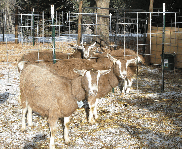 Toggenburg Goat ~ Moderate Milk Producers for Homesteads