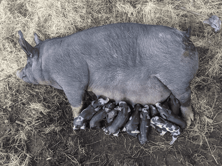 Berkshire Pigs ~ Heritage Meat Pigs for the Homestead