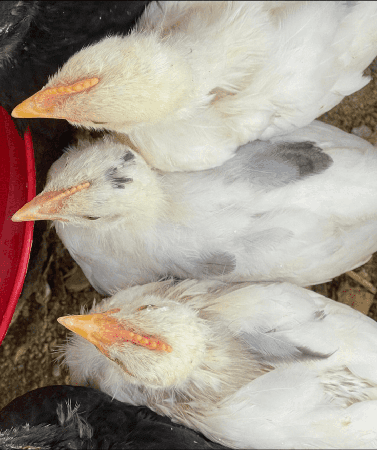 California Tan Chicken ~ Everything You Need to Know