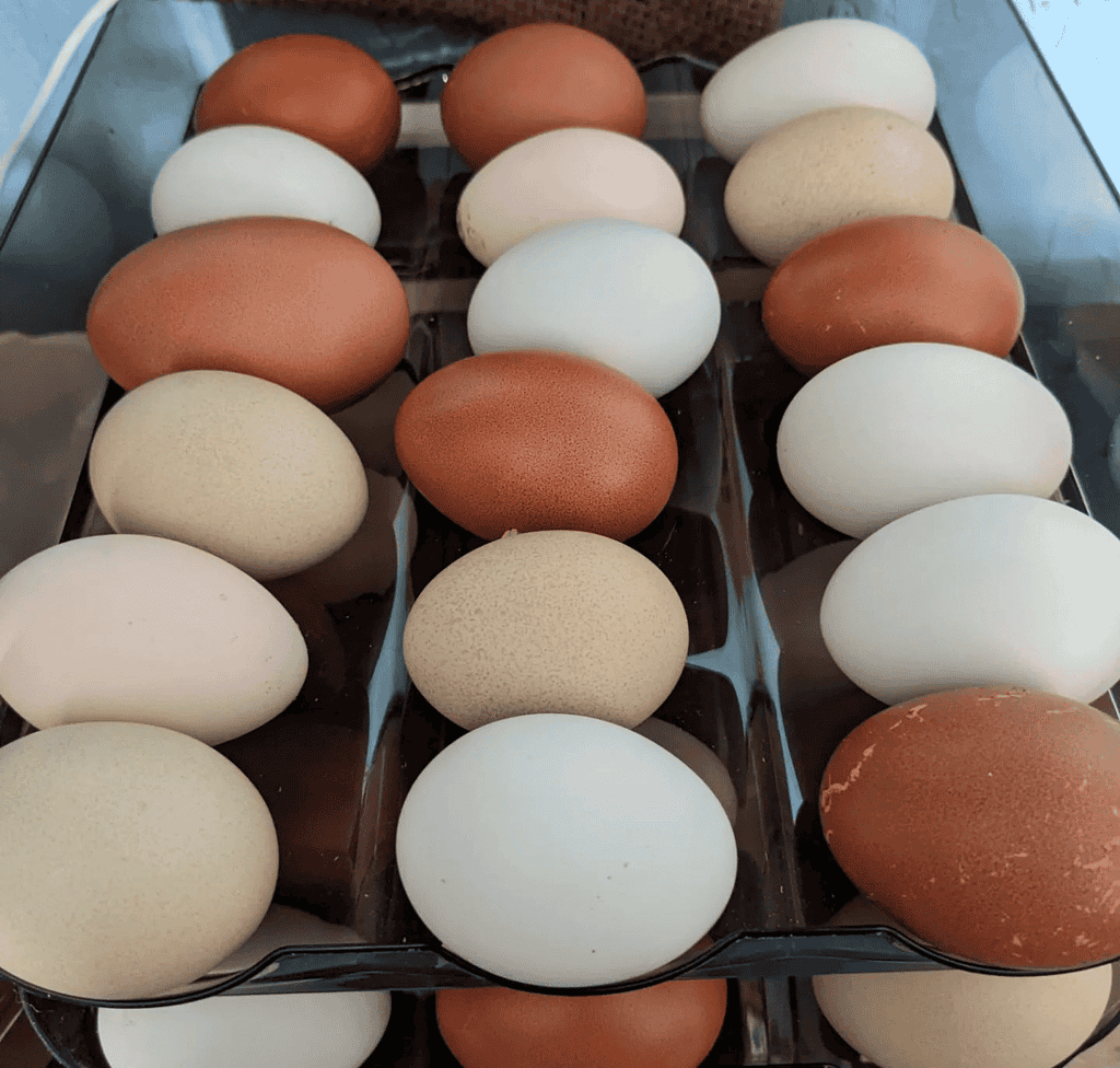 Best Egg Laying Chickens ~ 13 Prolific Layers to Consider - Rural ...