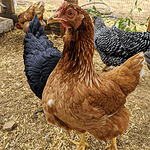 Isa Brown Chickens: Tip about these Mighty Producers