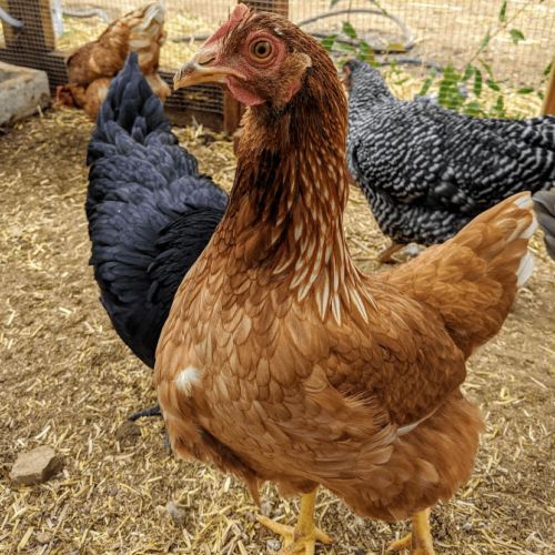 ISA Brown Chicken Guide for Backyard Egg Production & Care