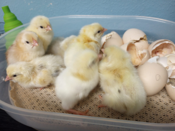 California Tan Chicken ~ Everything You Need to Know - Chickens ...