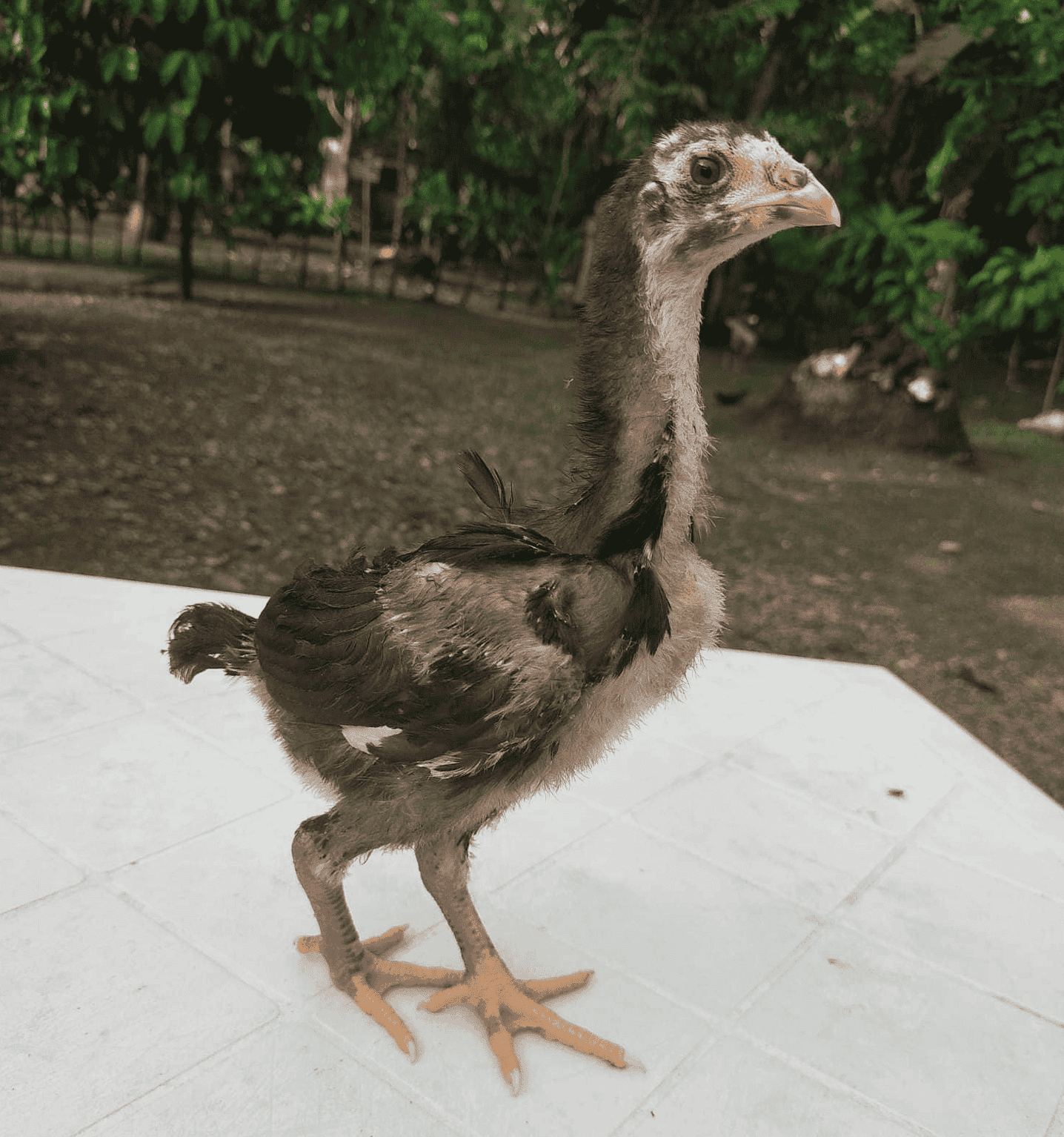 Shamo Chicken Traits, Uniqueness, and Aggression