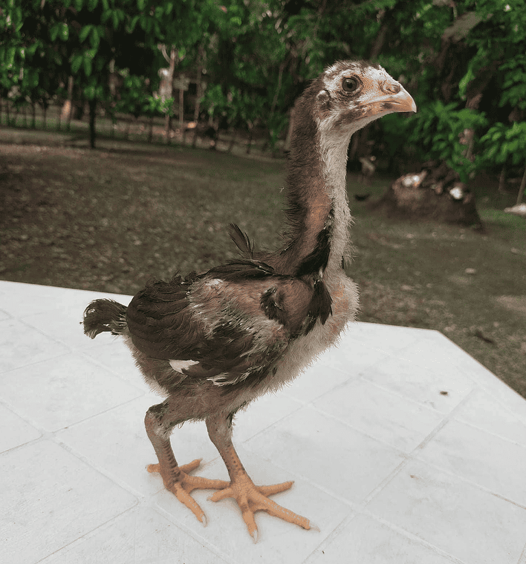 Shamo Chicken Traits, Uniqueness, and Aggression