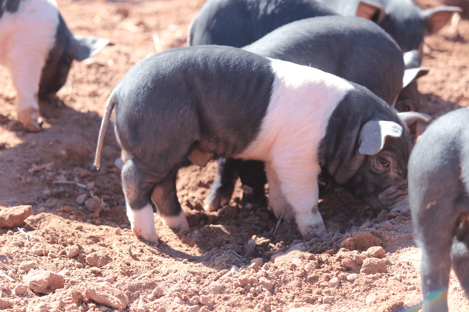 Hampshire Pig Breeds for Meat and Small Farm Raising