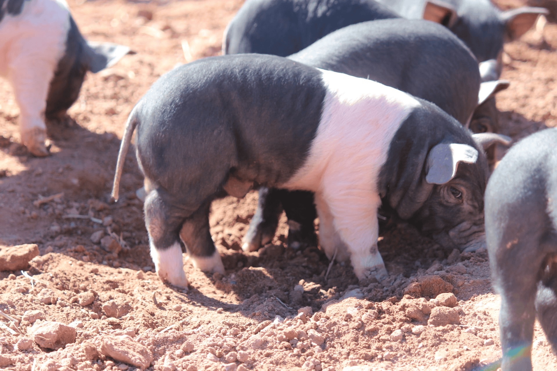 Hampshire Pig Breeds for Meat and Small Farm Raising