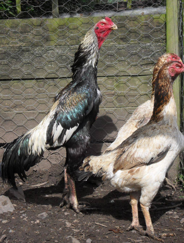 Shamo Chicken Traits, Uniqueness, and Aggression