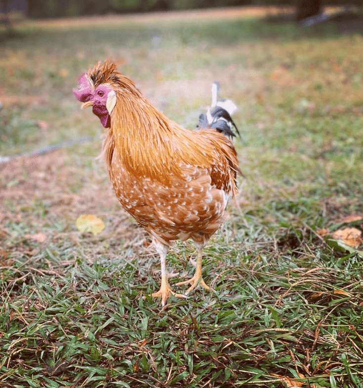 Icelandic Chickens ~ Cold Hardy, Resilient, Friendly