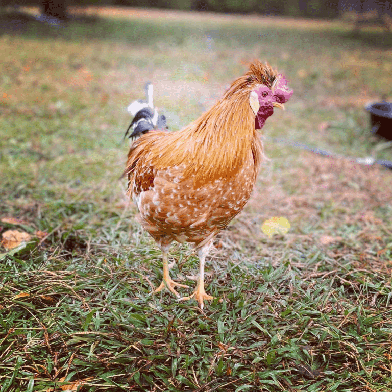 Icelandic Chickens ~ Cold Hardy, Resilient, Friendly