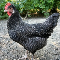 Olive Egger Chickens: Eggs, Temperament, Identification & Care