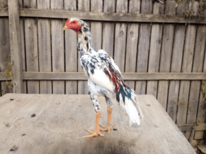 Shamo Chicken Traits, Breeds & Aggression - Complete Guide