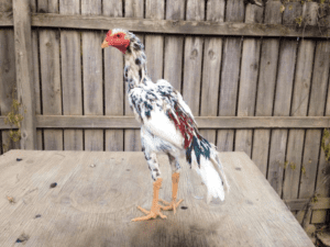Shamo Chicken Traits, Uniqueness, and Aggression