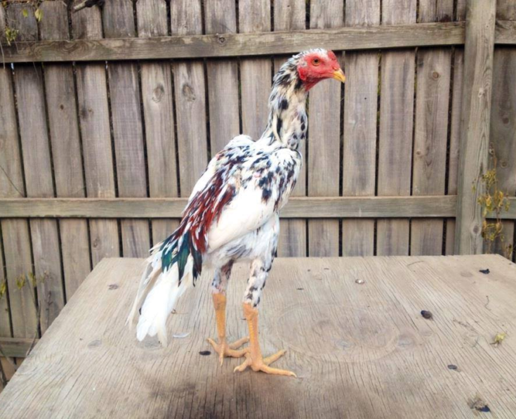 Shamo Chicken Traits, Uniqueness, and Aggression