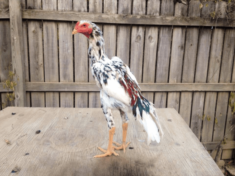 Shamo Chicken Traits, Uniqueness, and Aggression