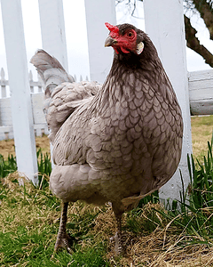 Prairie Bluebell Egger Chickens – High-Yield Blue Egg Layers