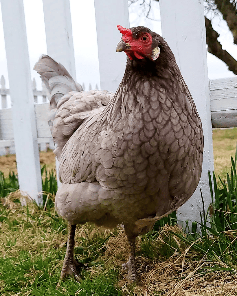 Prairie Bluebell Egger Chickens – High-Yield Blue Egg Layers