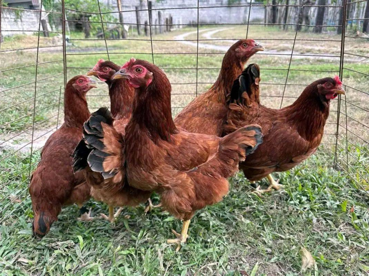 Rhode Island Red Chickens: Prolific Egg Layers & Easy Care Guide