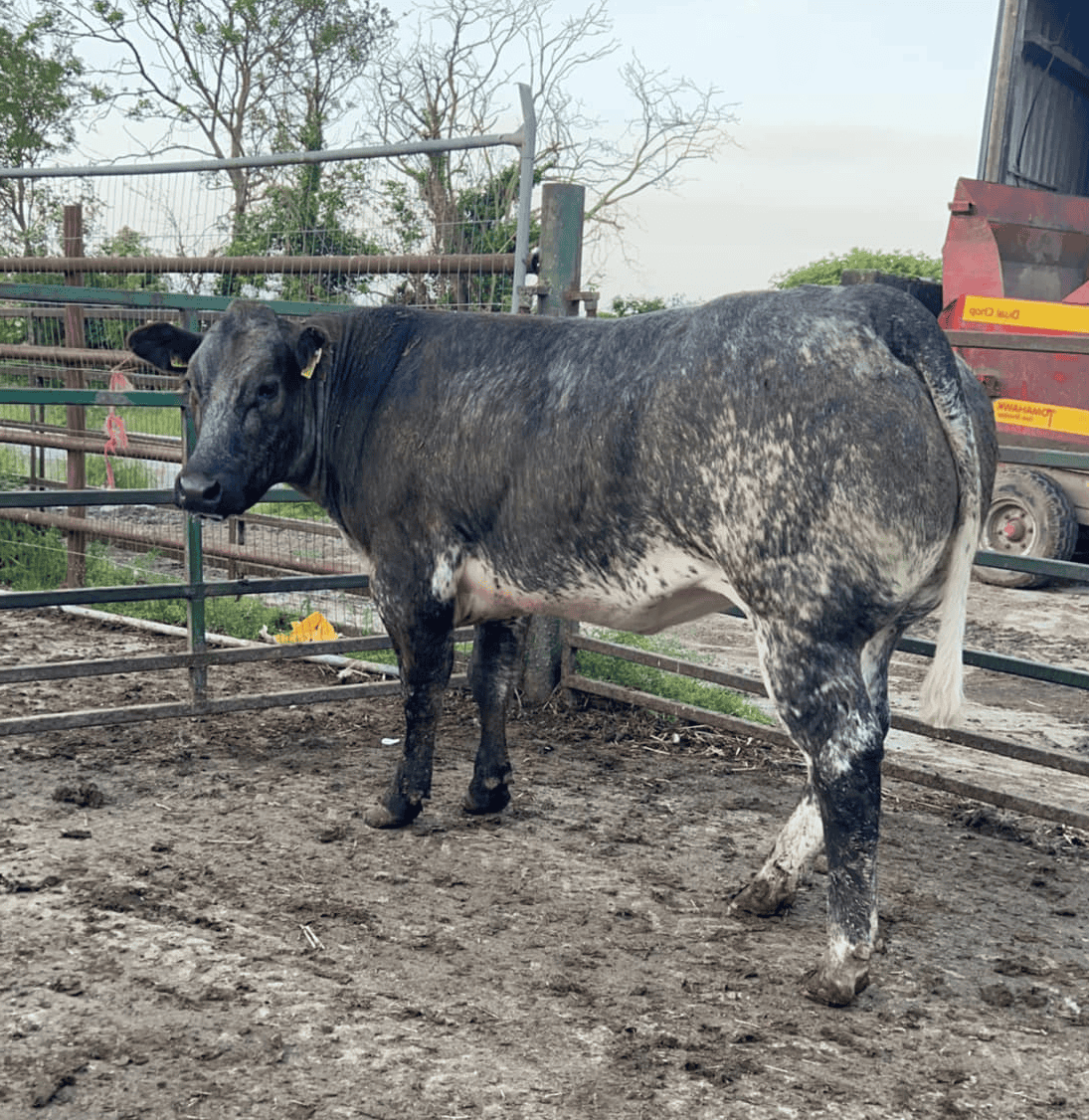 Belgian Blue Cattle ~ Everything You Need to Know