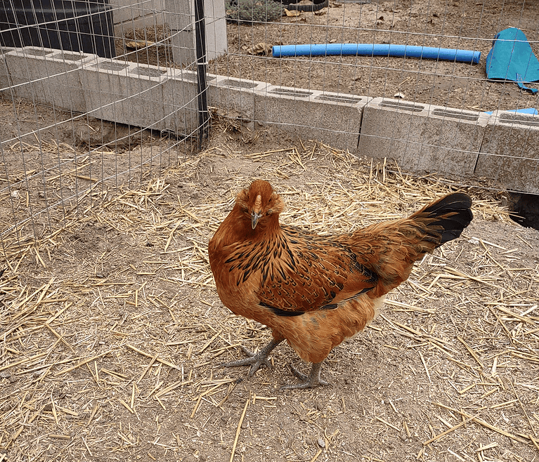 Olive Egger Chickens: Eggs, Temperament, Identification & Care