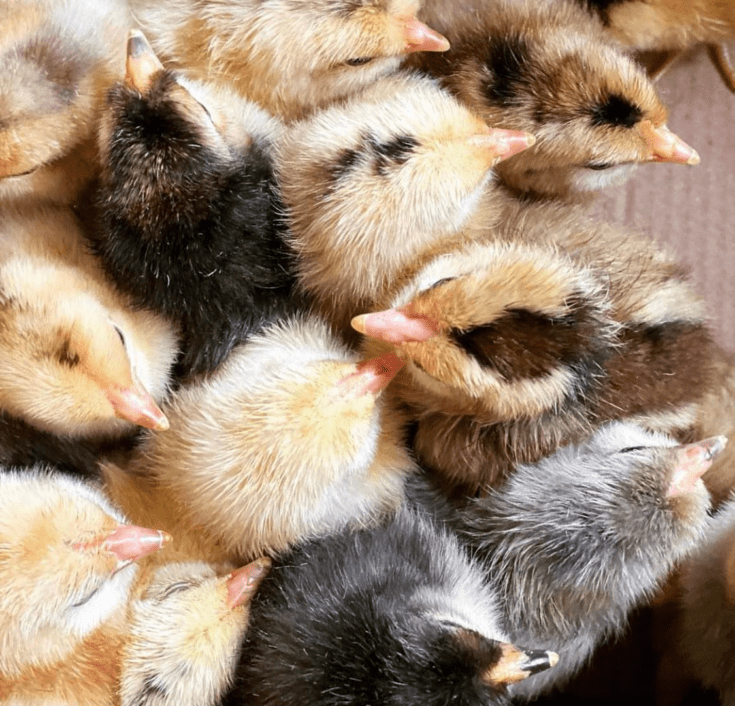 Icelandic Chickens for Cold Hardy Egg & Meat Farming