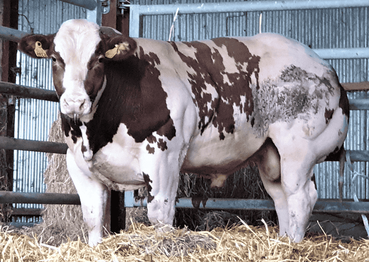 Belgian Blue Cattle ~ Everything You Need to Know - Rural Living Today