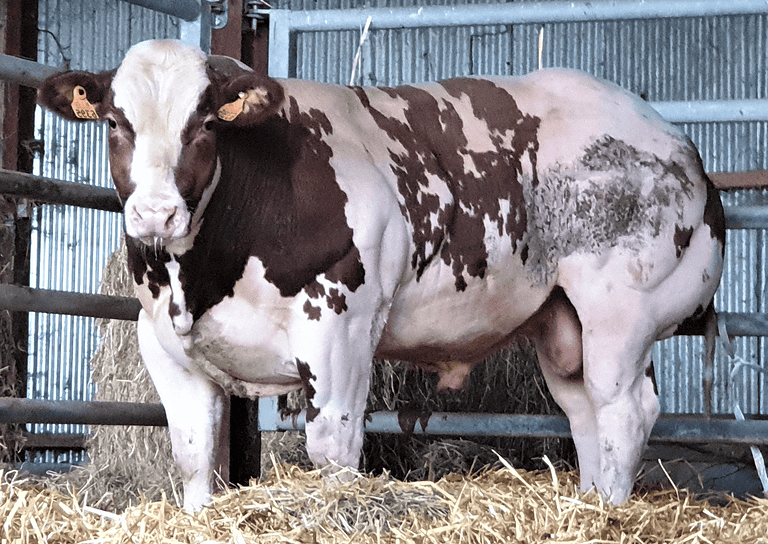 Belgian Blue Cattle ~ Everything You Need to Know