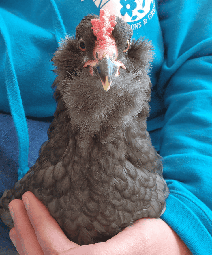 Olive Egger Chickens Eggs Appearance Temperament And Sexing 2009