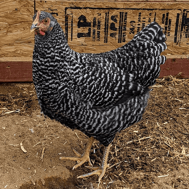 Easter Egger Chickens: Guide to Raising Friendly Layer Birds