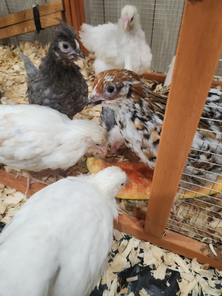 Icelandic Chickens for Cold Hardy Egg & Meat Farming