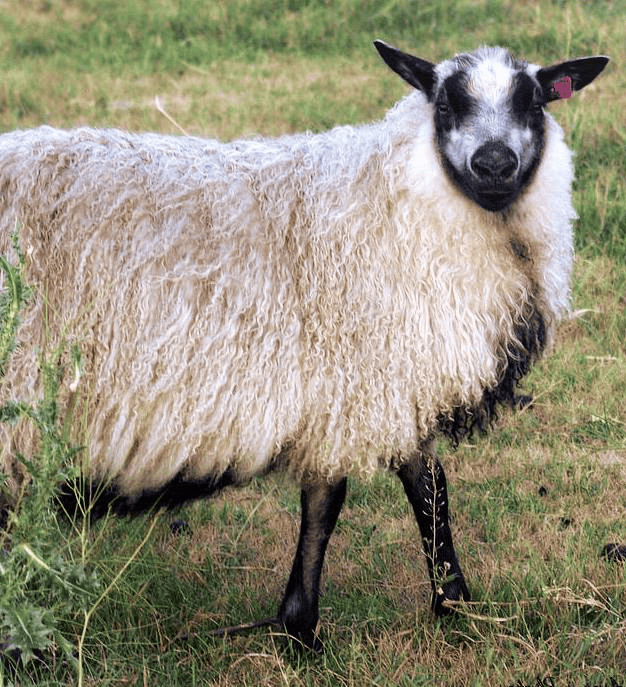 Seasonal Breeder Sheep at Ann Kennedy blog
