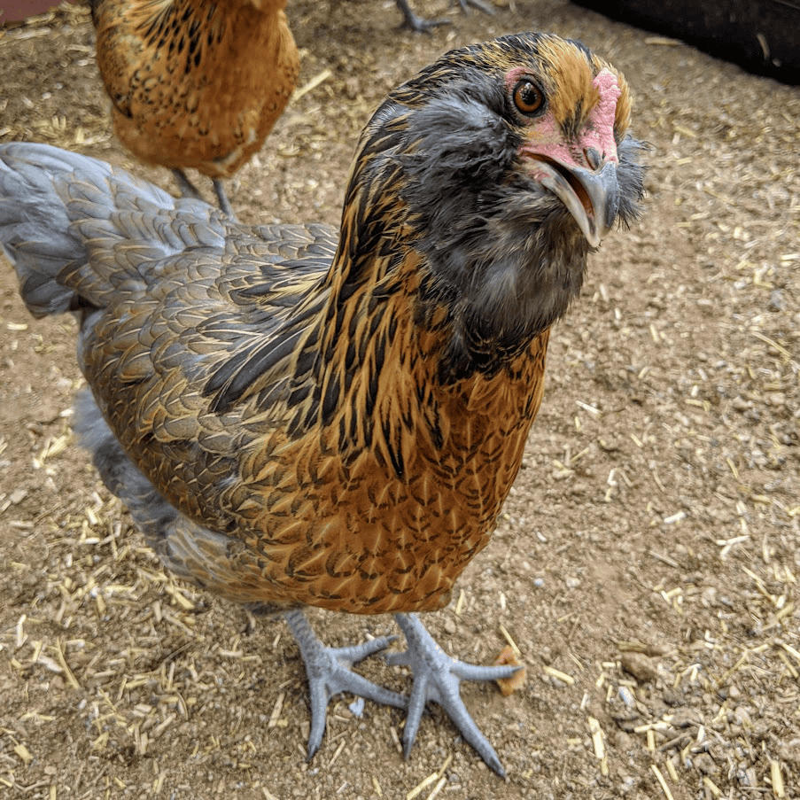 Easter Egger Chickens: Guide to Raising Friendly Layer Birds