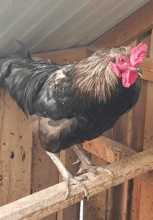 Olive Egger Chickens: Eggs, Appearance, Temperament & Sexing