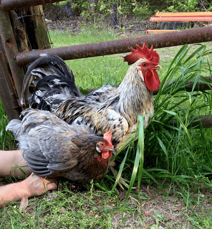 Olive Egger Chickens: Eggs, Appearance, Temperament & Sexing