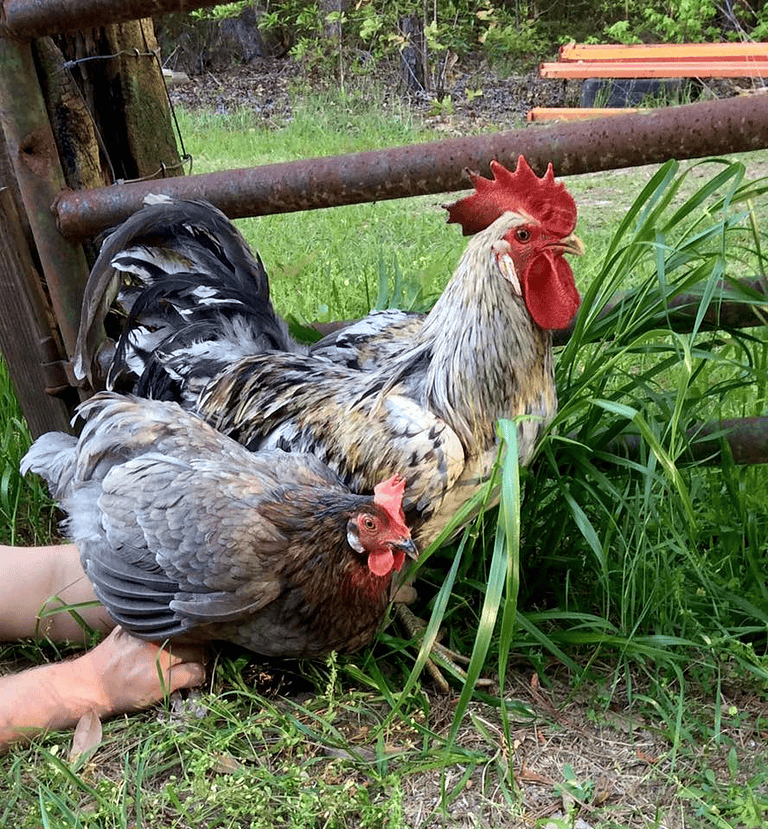 Olive Egger Chickens ~ Eggs, Appearance, Temperament, Sexing and More ...