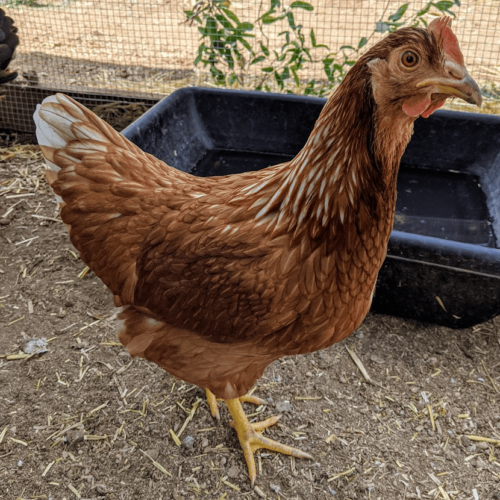 ISA Brown Chicken Guide for Backyard Egg Production & Care