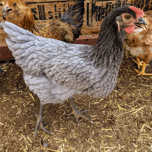 Sapphire Gem Chickens: Premium Egg Layer & Friendly Breed
