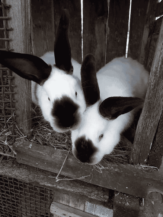 Californian Rabbit ~ Learn Why It's the Breed to Raise - Rural Living Today