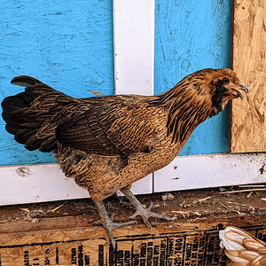 Easter Egger Chickens: Guide to Raising Friendly Layer Birds