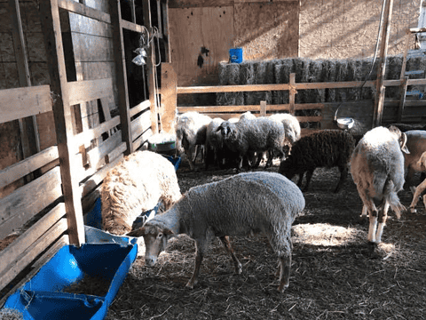 Fat Tailed Sheep ~ Everything You Need to Know - Rural Living Today