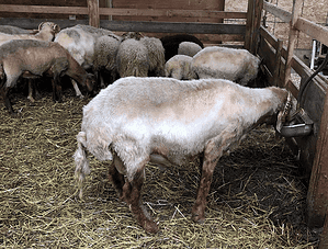 Fat Tailed Sheep ~ Everything You Need to Know