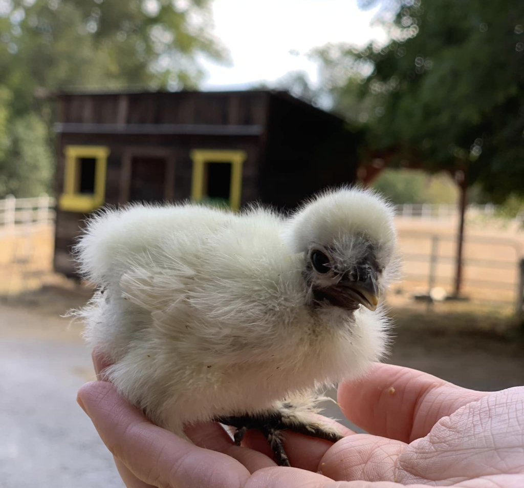 Silkie Chicken: Why These Fluffy Chickens are a Joy to Raise