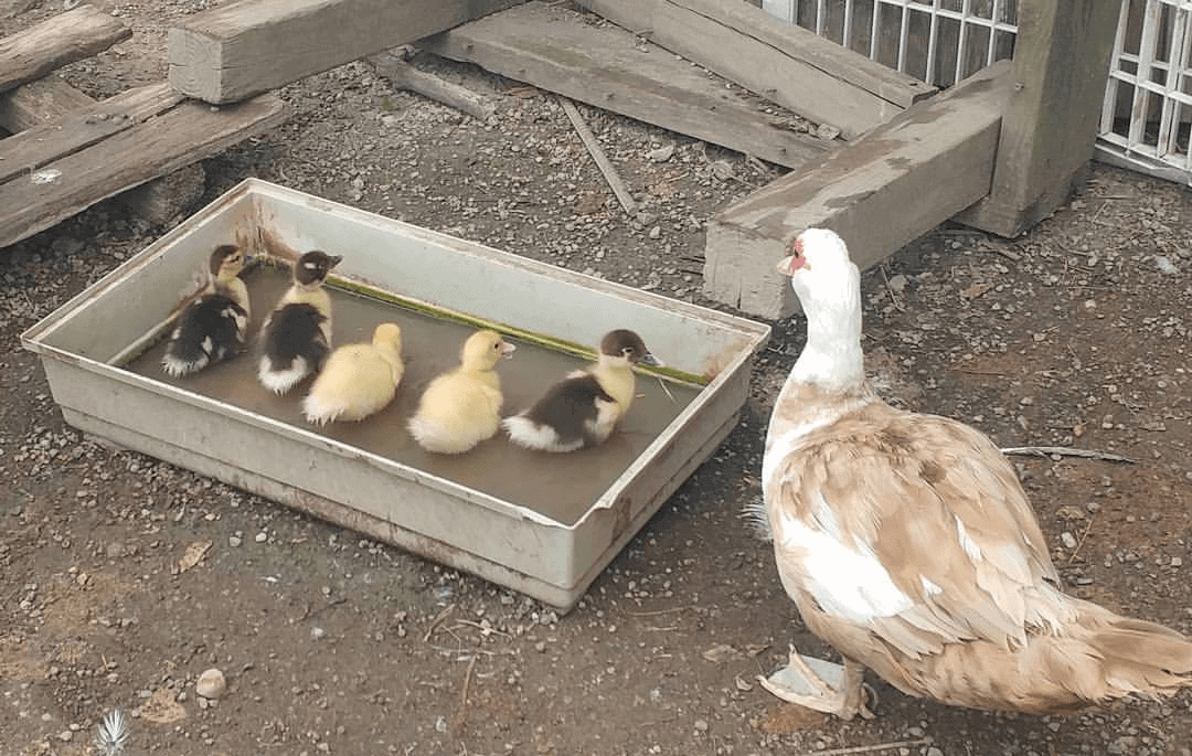 Muscovy Duck ~ Learn About Raising these Red-Faced Ducks