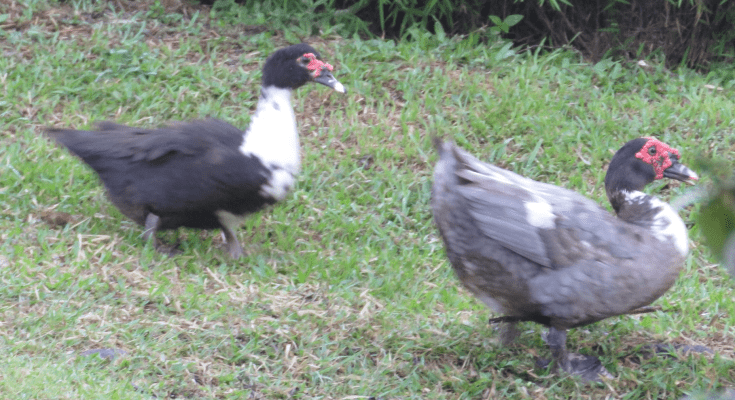 Muscovy Duck: Learn About Raising these Red-Faced Ducks