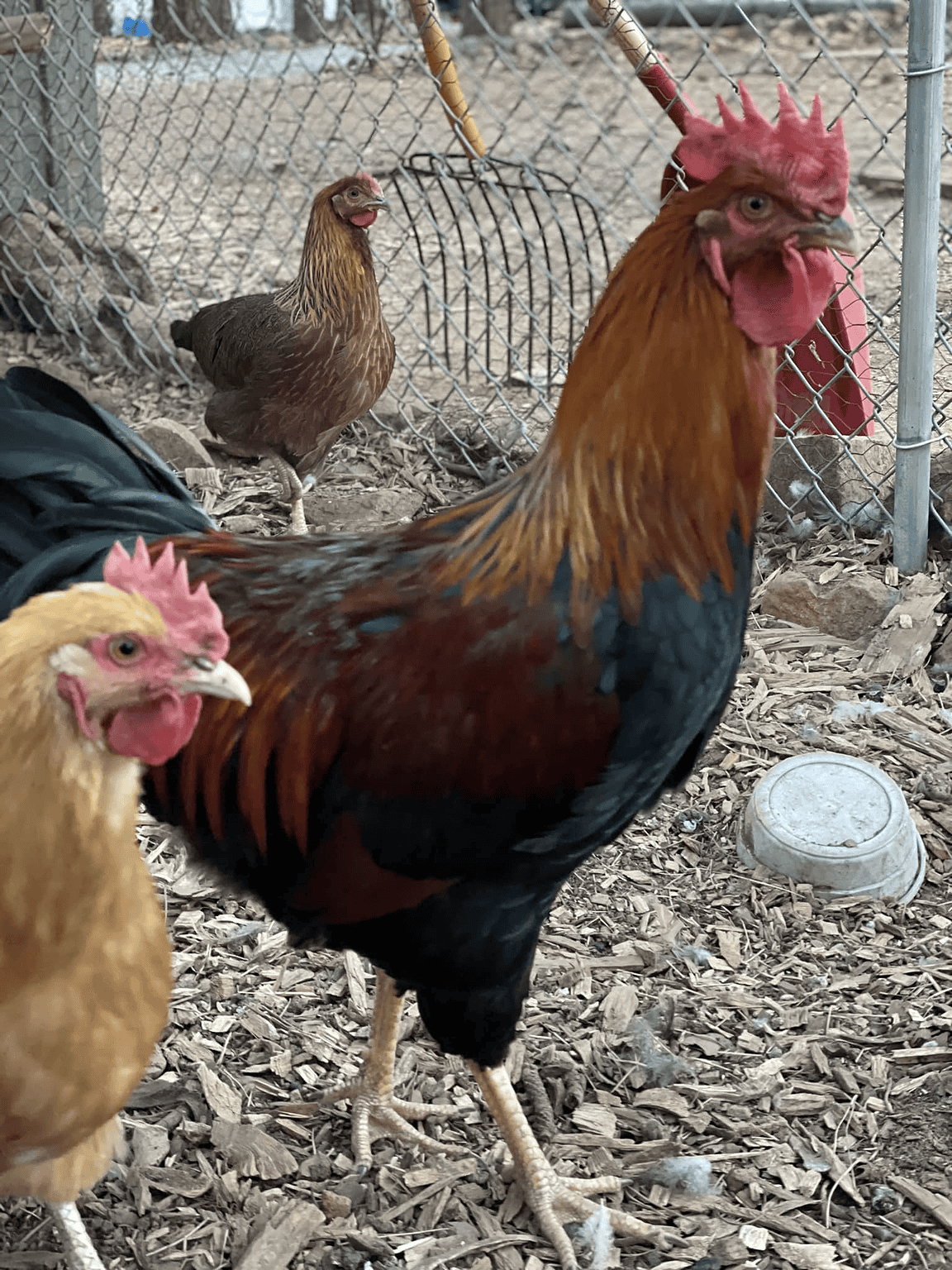 Welsummer Chicken Guide: Roosters, Hen Care & Egg Production