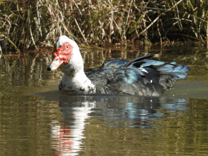 Muscovy Duck: Learn About Raising these Red-Faced Ducks