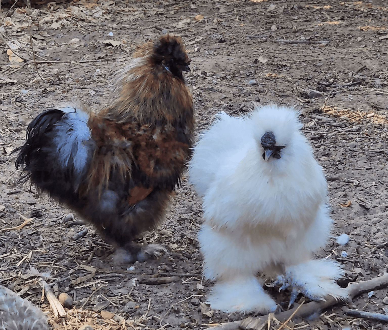 Silkie Chicken Lifespan & Care Guide for Fluffy Chickens