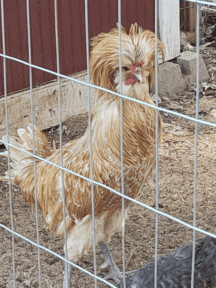 Polish Chicken ~ Facts You Should Know - Rural Living Today