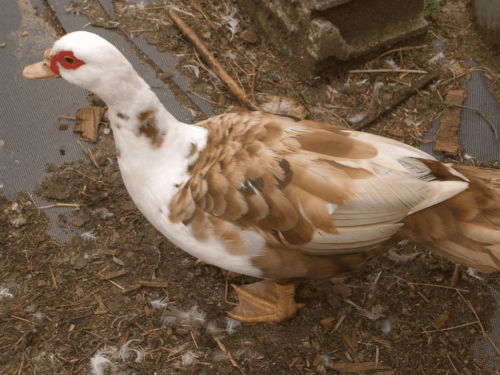 Muscovy Duck ~ Learn About Raising these Red-Faced Ducks
